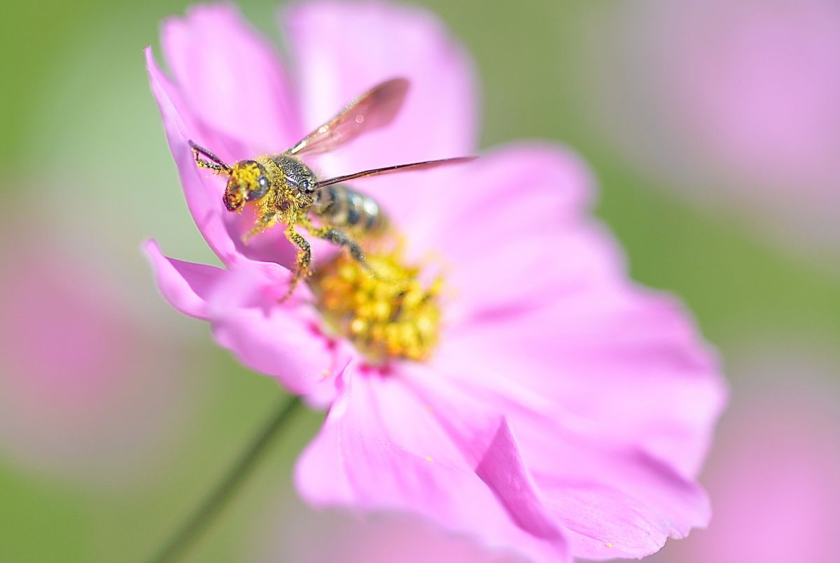 Bees and Cosmos | GANREF
