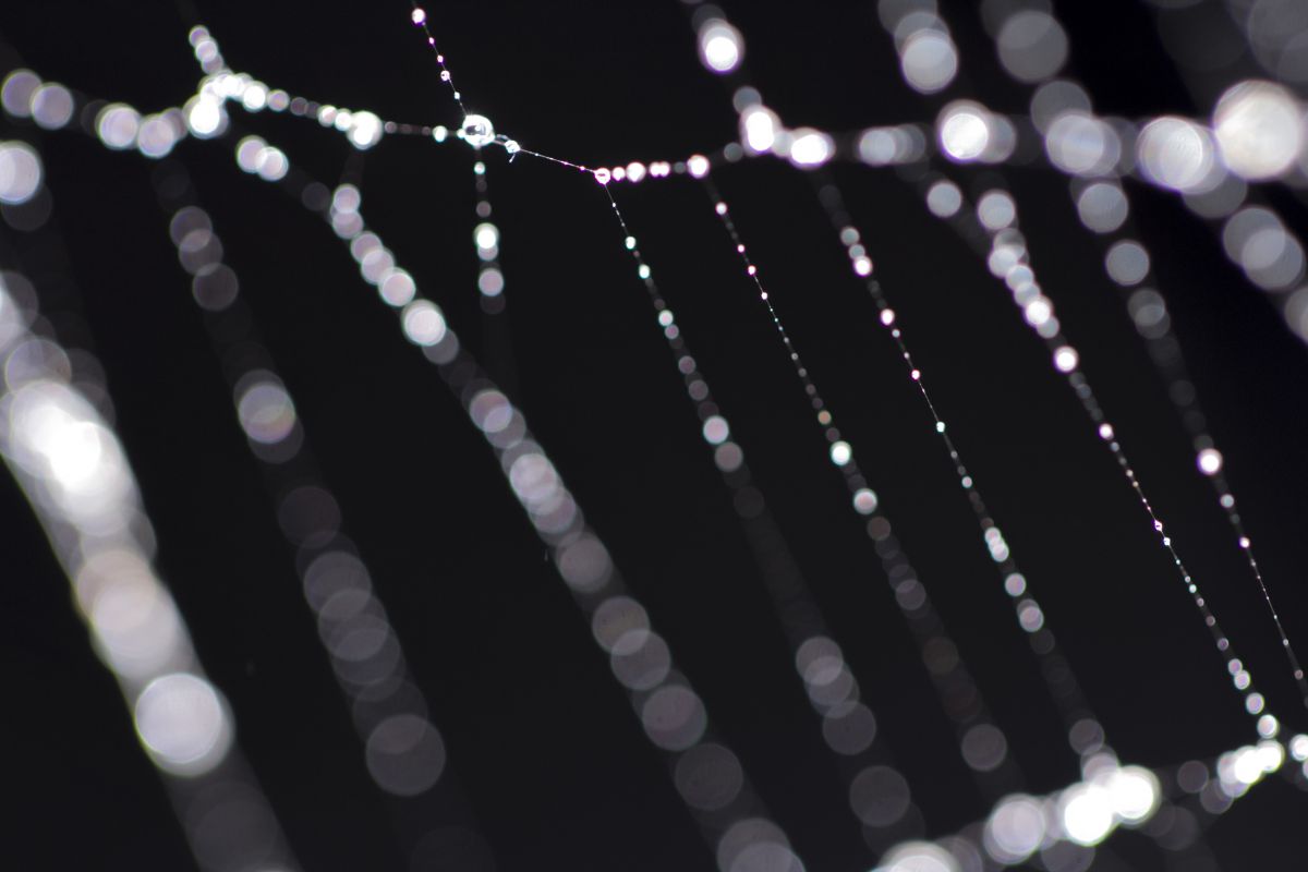 rained spider net | GANREF