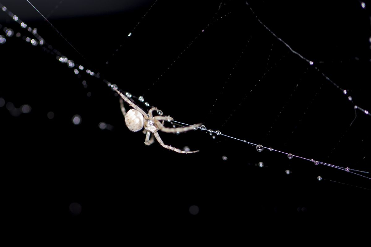 the Spider lures me | GANREF