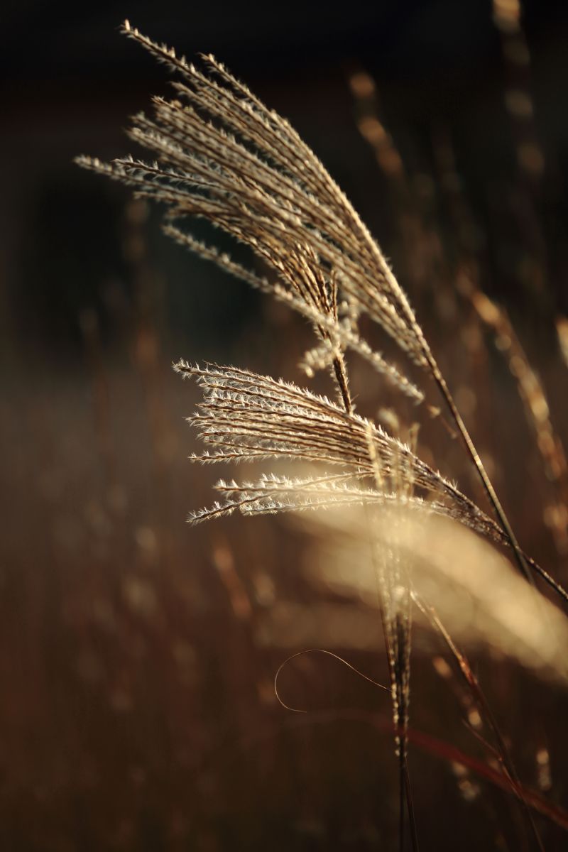 ススキ 薄 2015 | GANREF