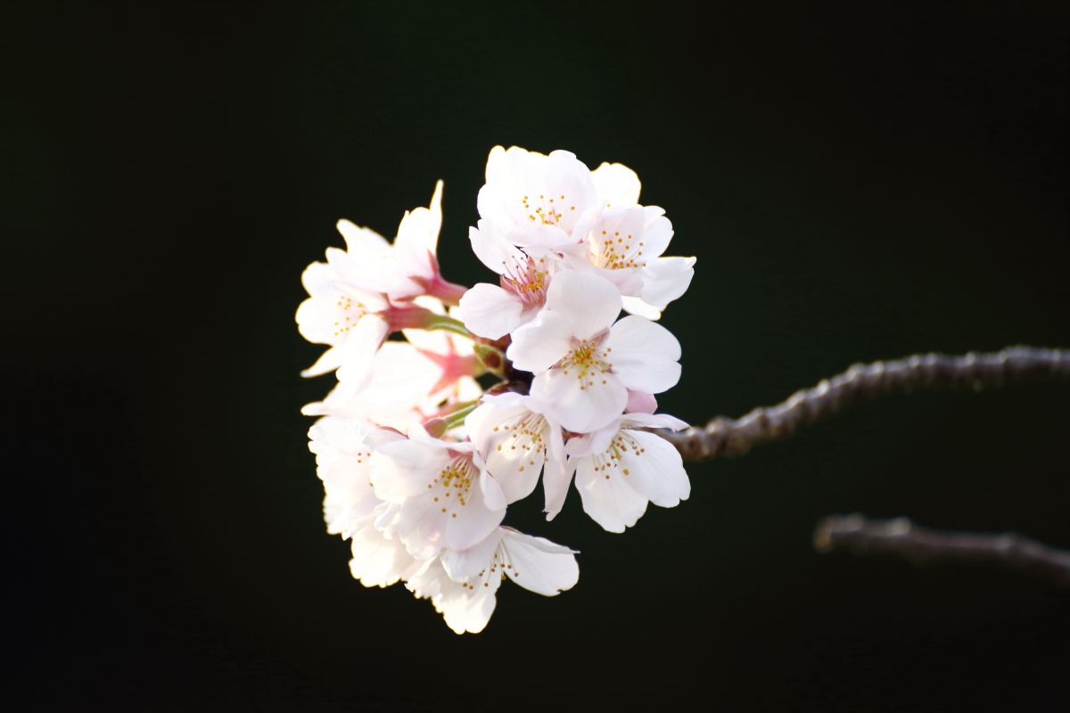 ソメイヨシノ 2016 | GANREF