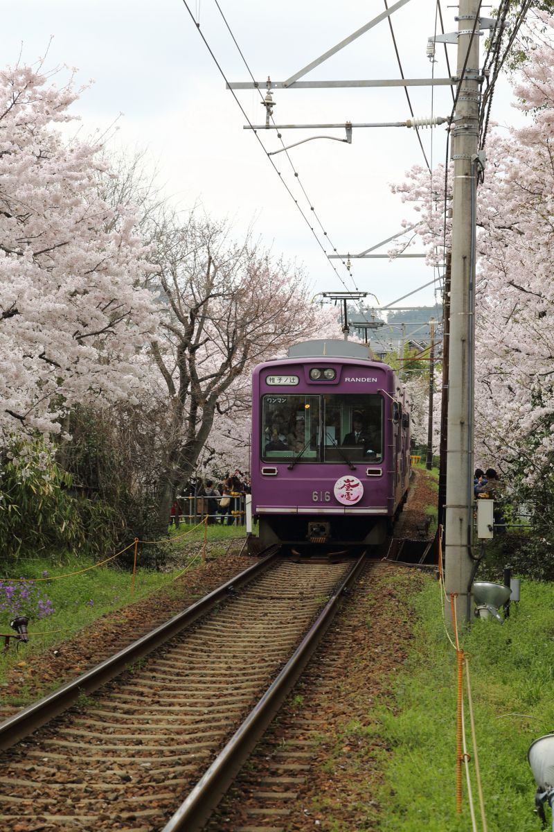 嵐電桜 2017 | GANREF