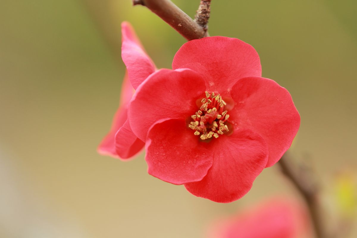 ボケ 2016 | GANREF