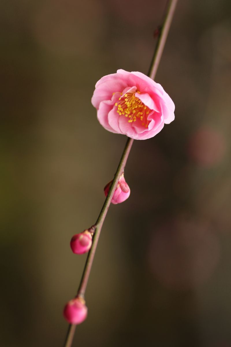 枝垂れ梅2 2017 | GANREF