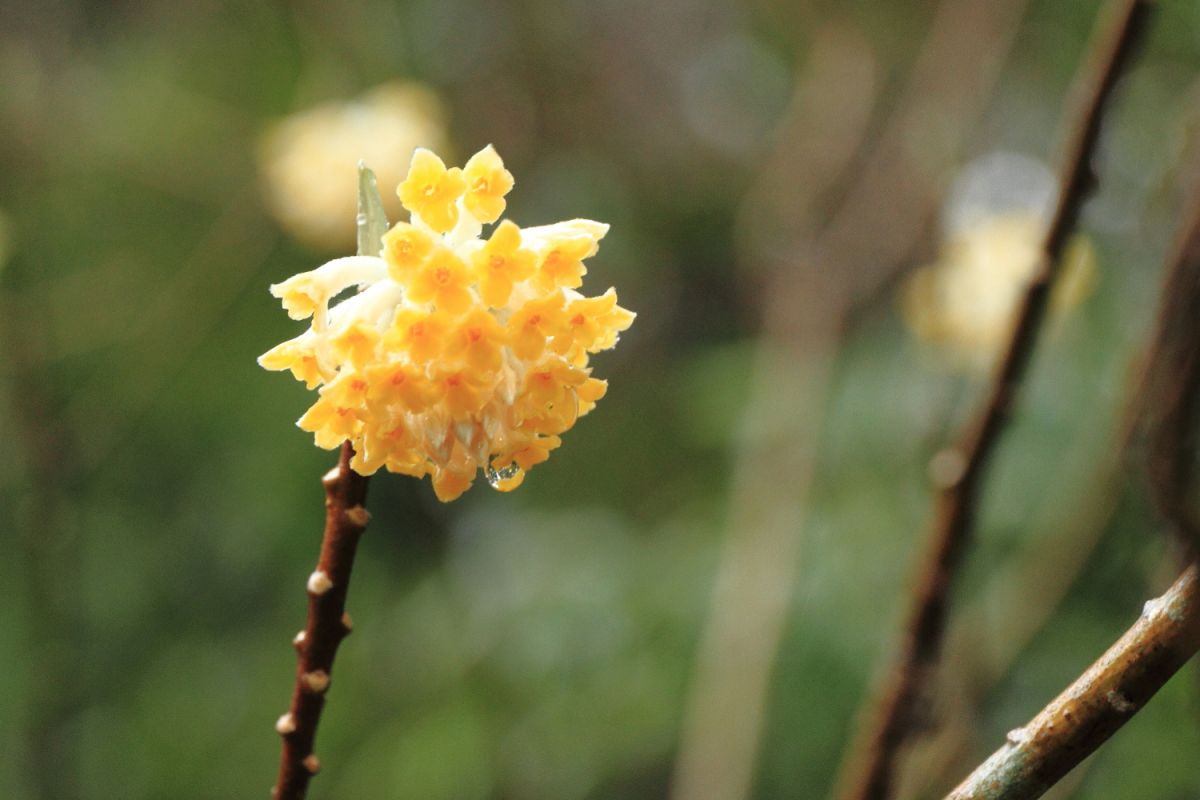 雨とミツマタ2 2017 | GANREF