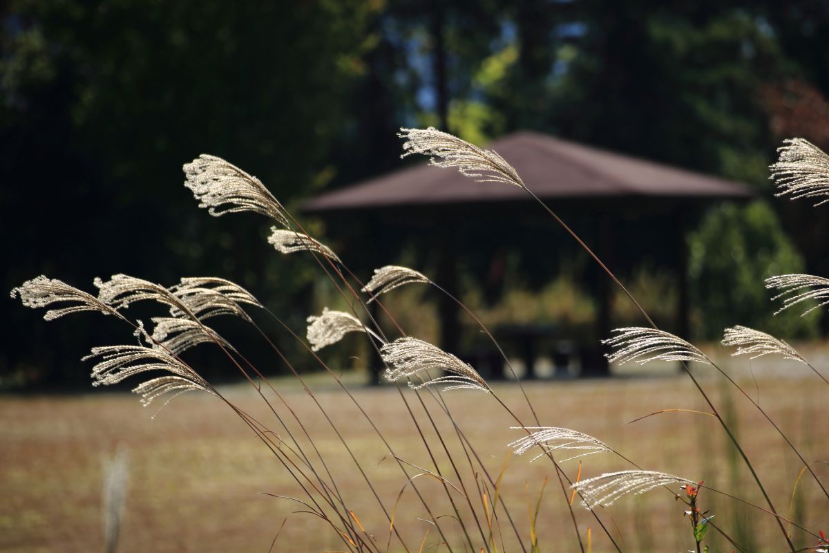 ススキ 2014 | GANREF