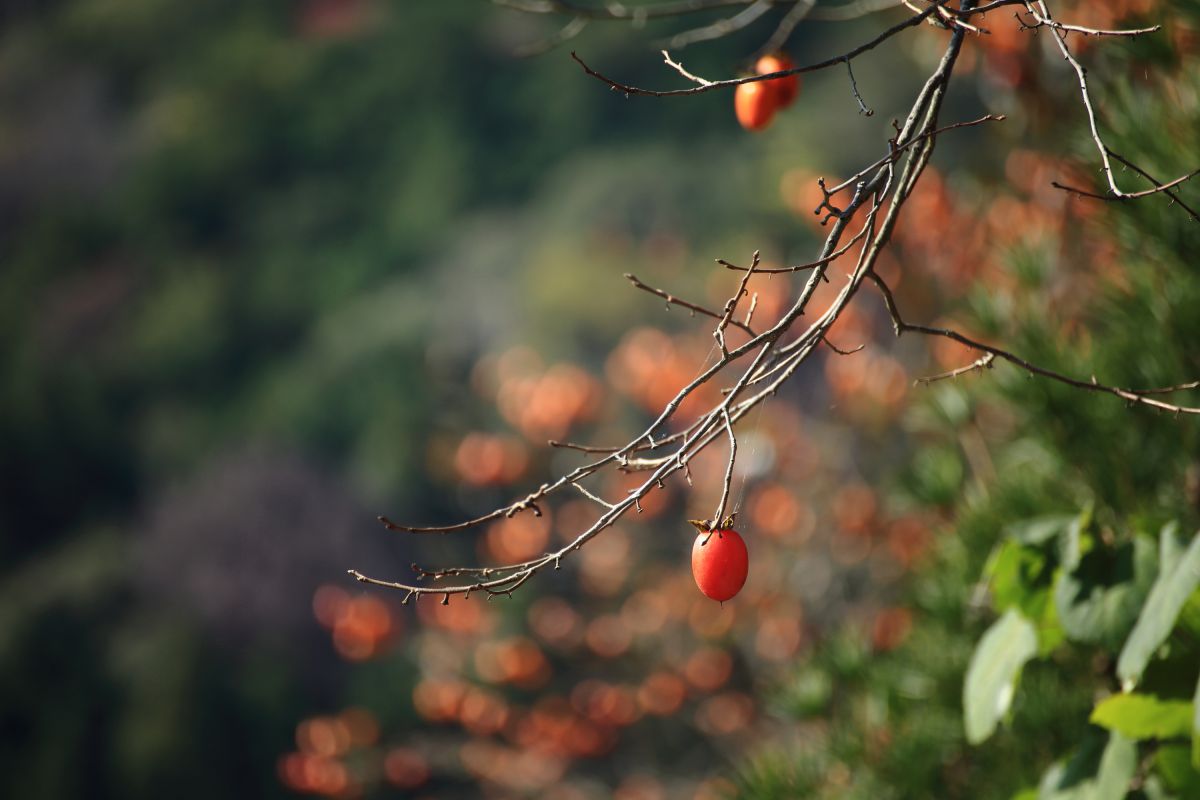 里の秋 2014 | GANREF