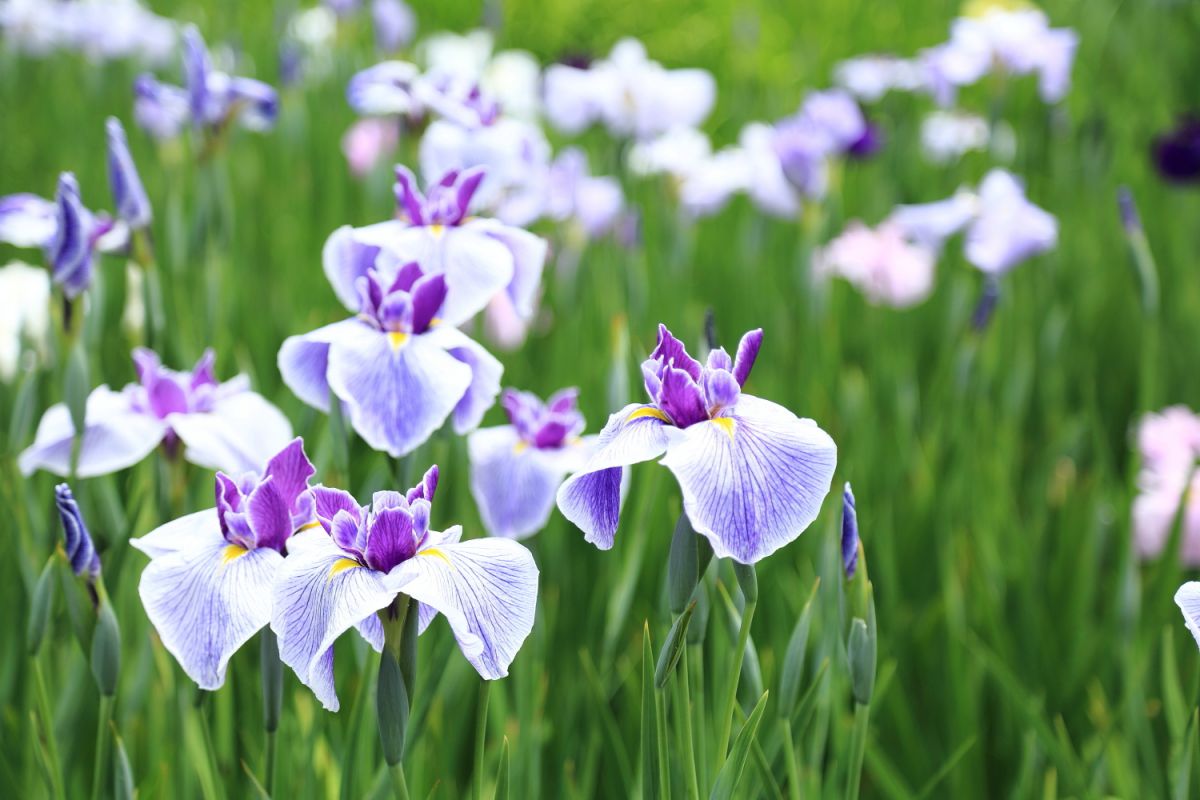 ハナショウブ3 2017 | GANREF