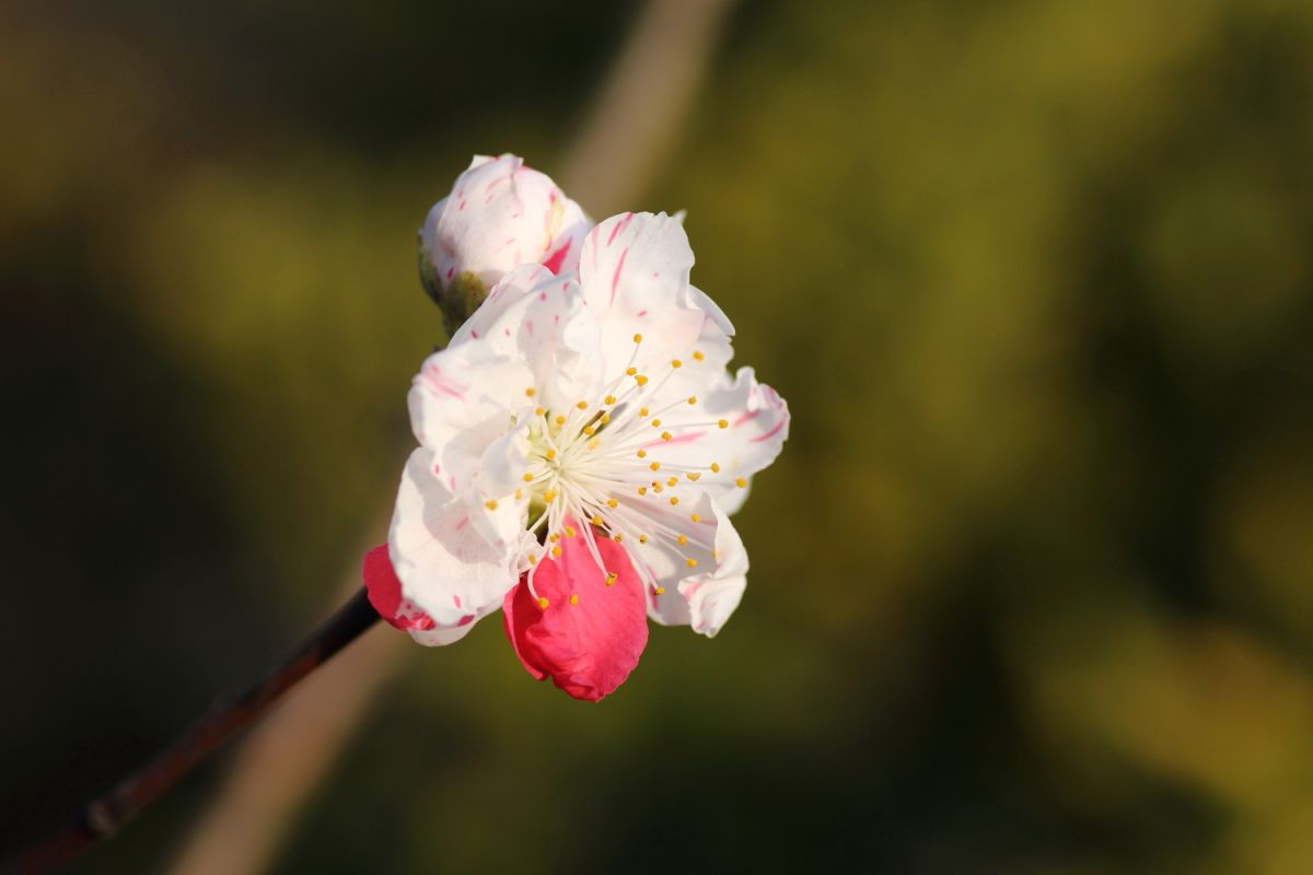 花桃 2019 | GANREF