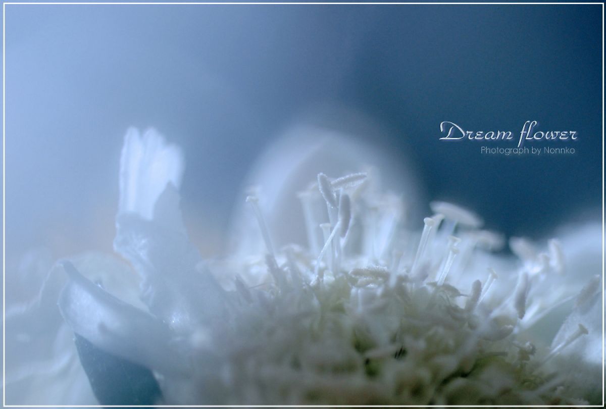 Dream at midnight | GANREF