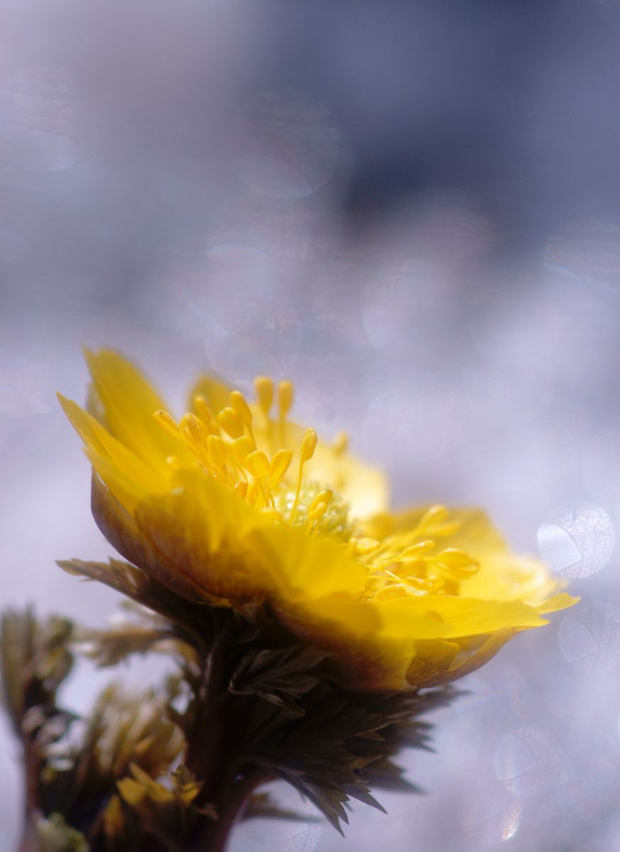 Spring シャワー | GANREF