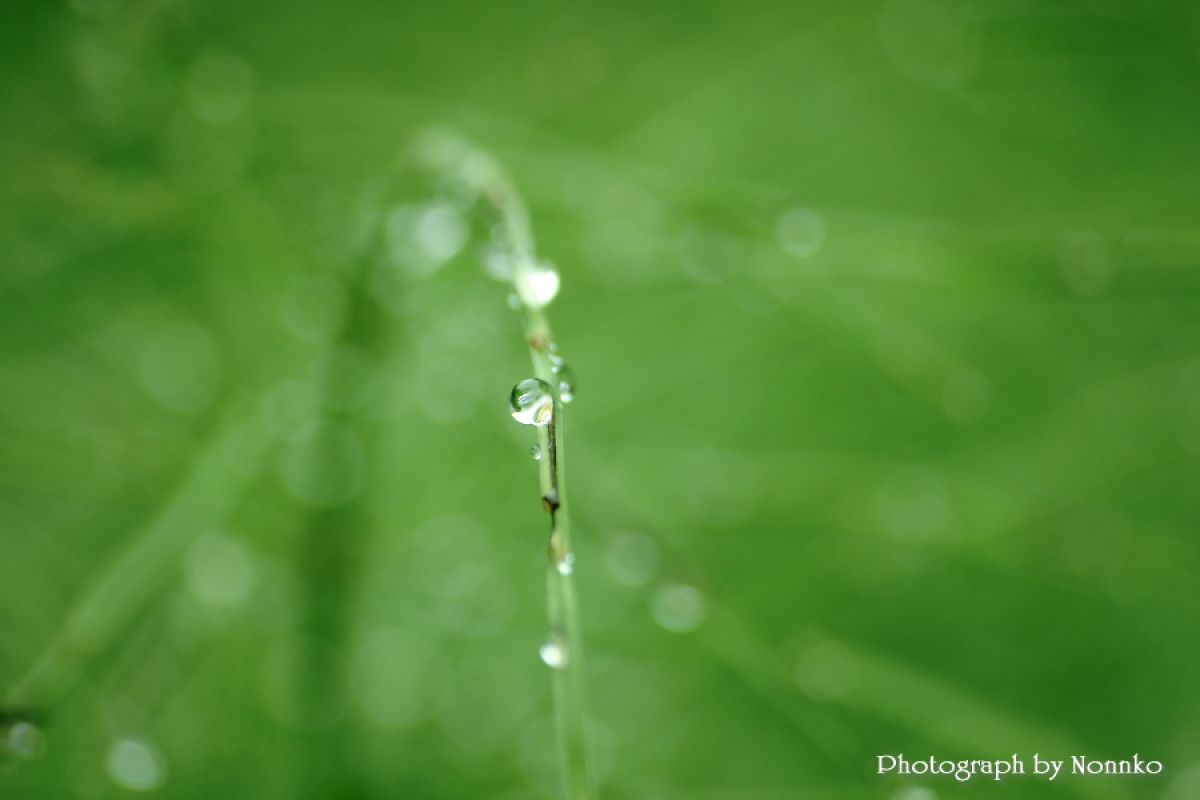 Green tears | GANREF