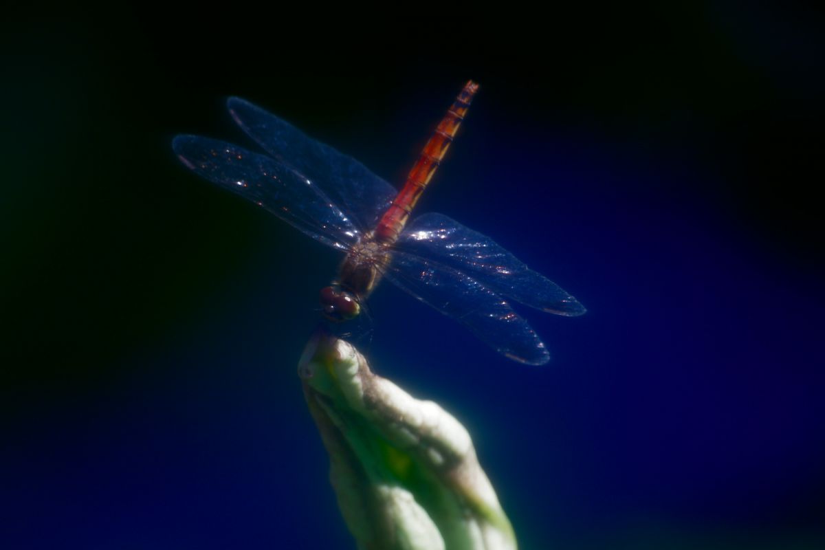 Blue = Red dragonfly | GANREF