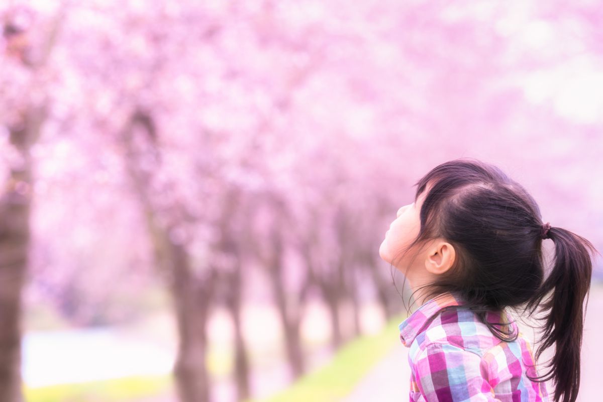 cherry blossom 2014 | GANREF