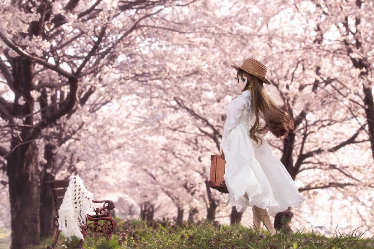 Cherry Blossom Avenue | GANREF