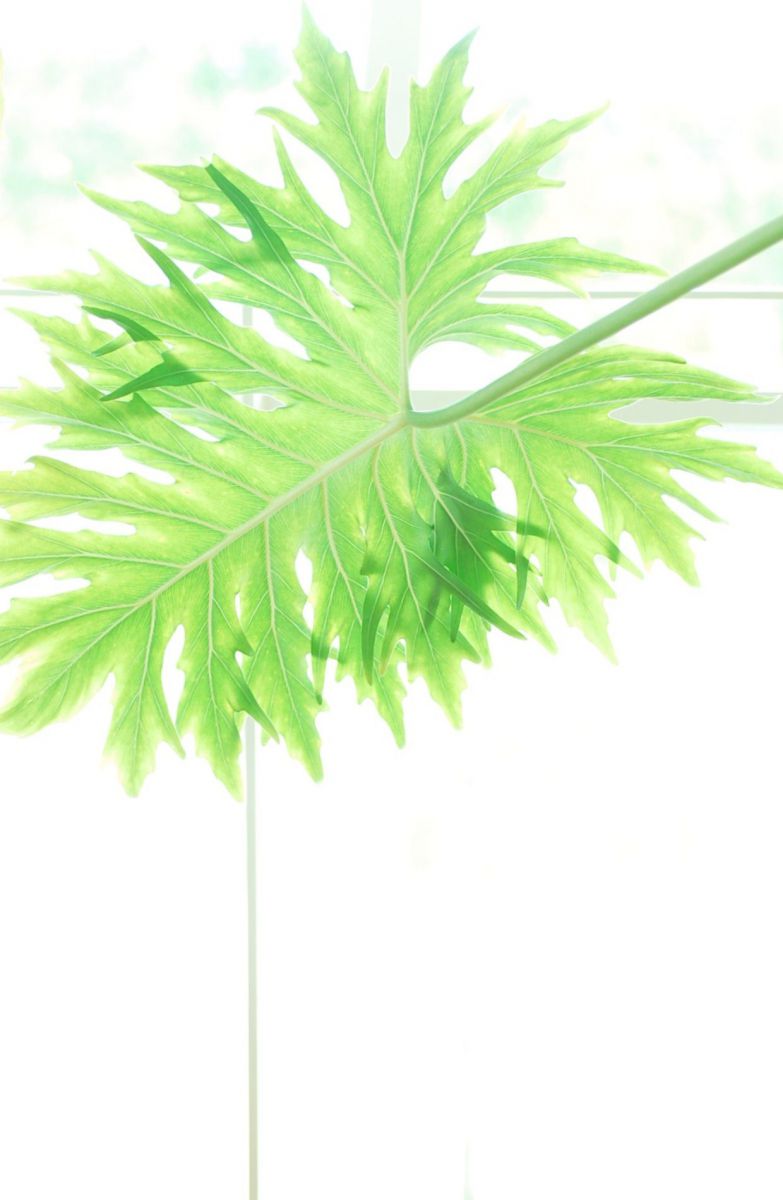 transparent | GANREF