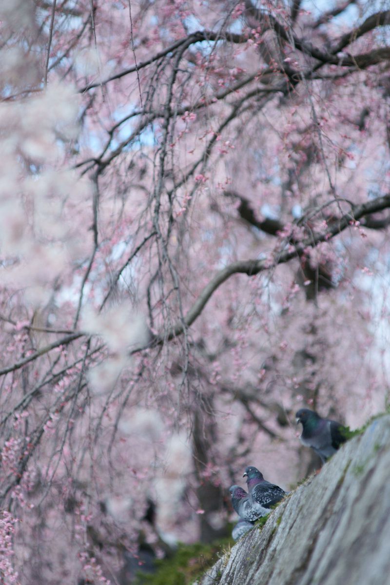 ハトも花見？ | GANREF
