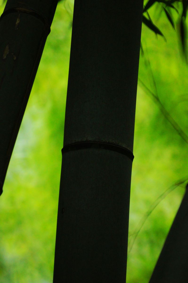 500REF de Bamboo | GANREF