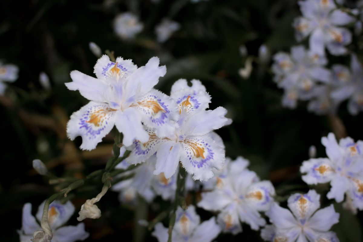 Iris japonica | GANREF