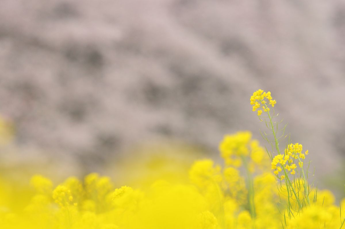 はるいろなのはな | GANREF