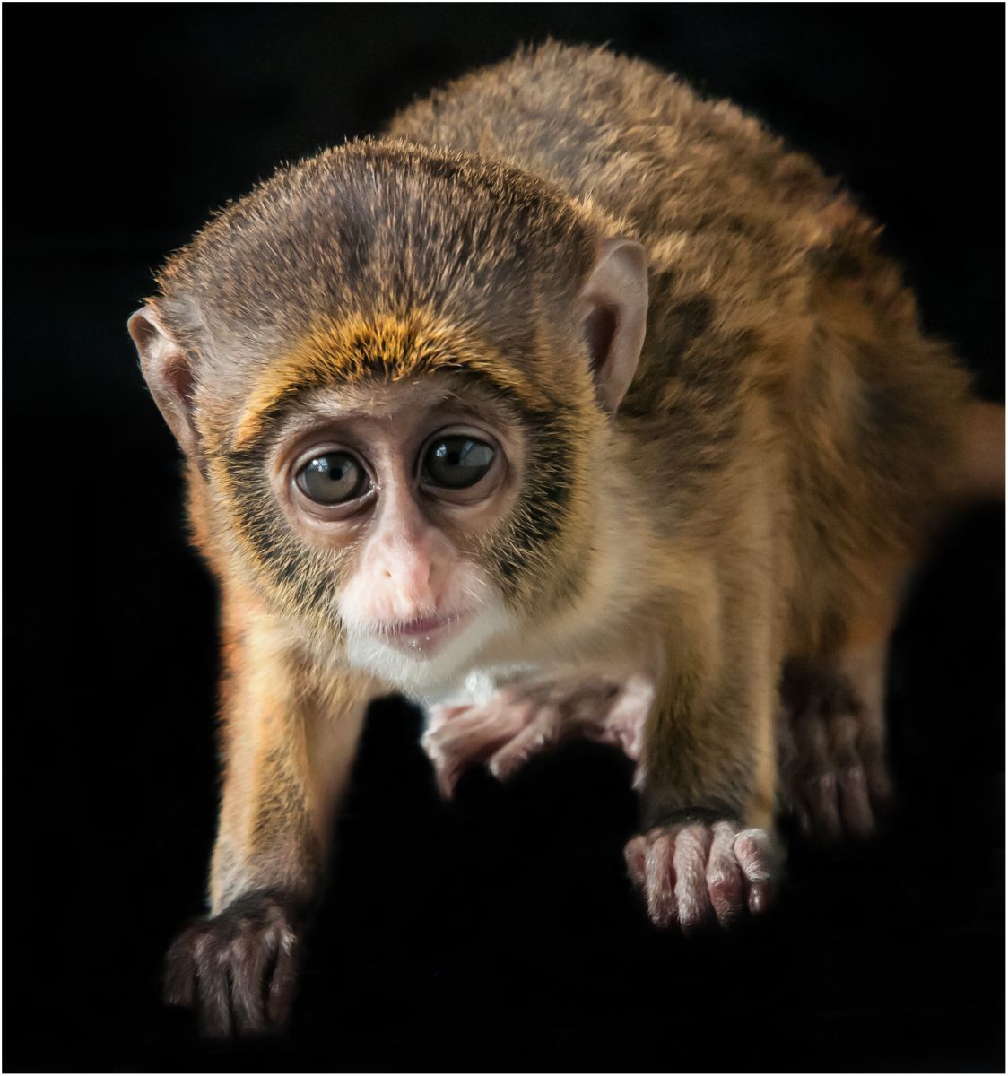 de Brazza's Monkey | GANREF