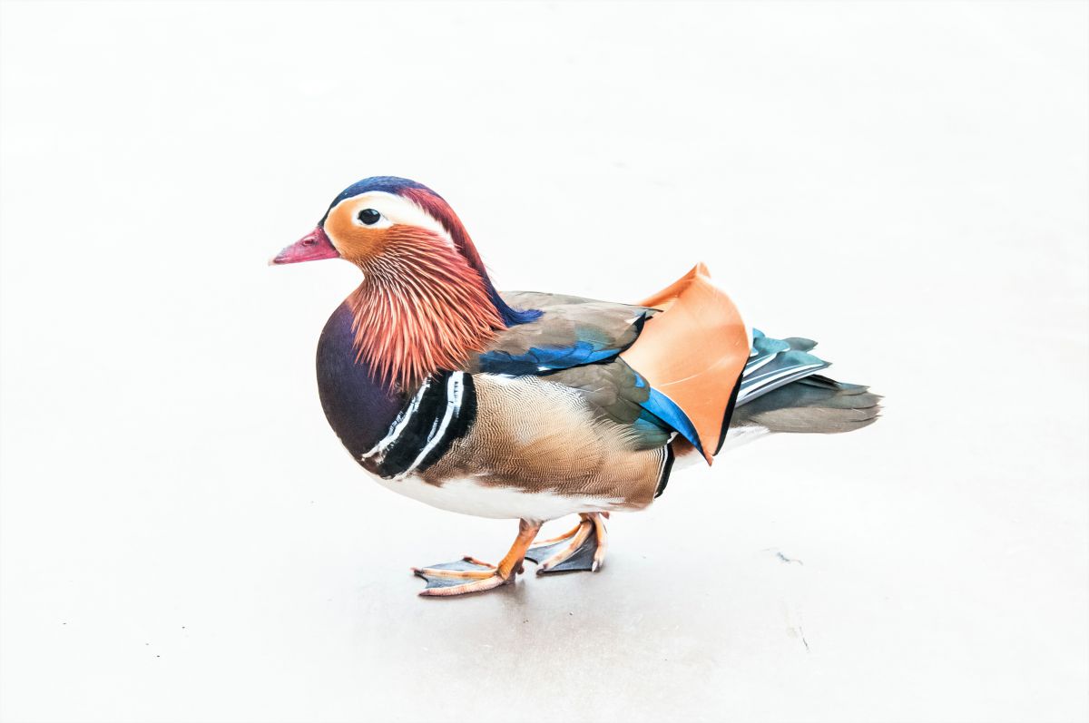 Mandarin Duck | GANREF