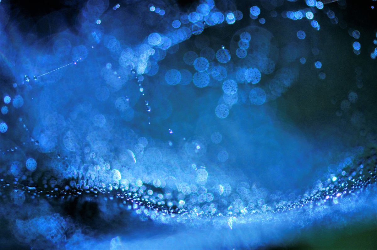 Microcosm 2 | GANREF