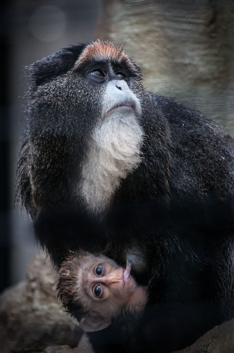 De Brazza's Guenon | GANREF