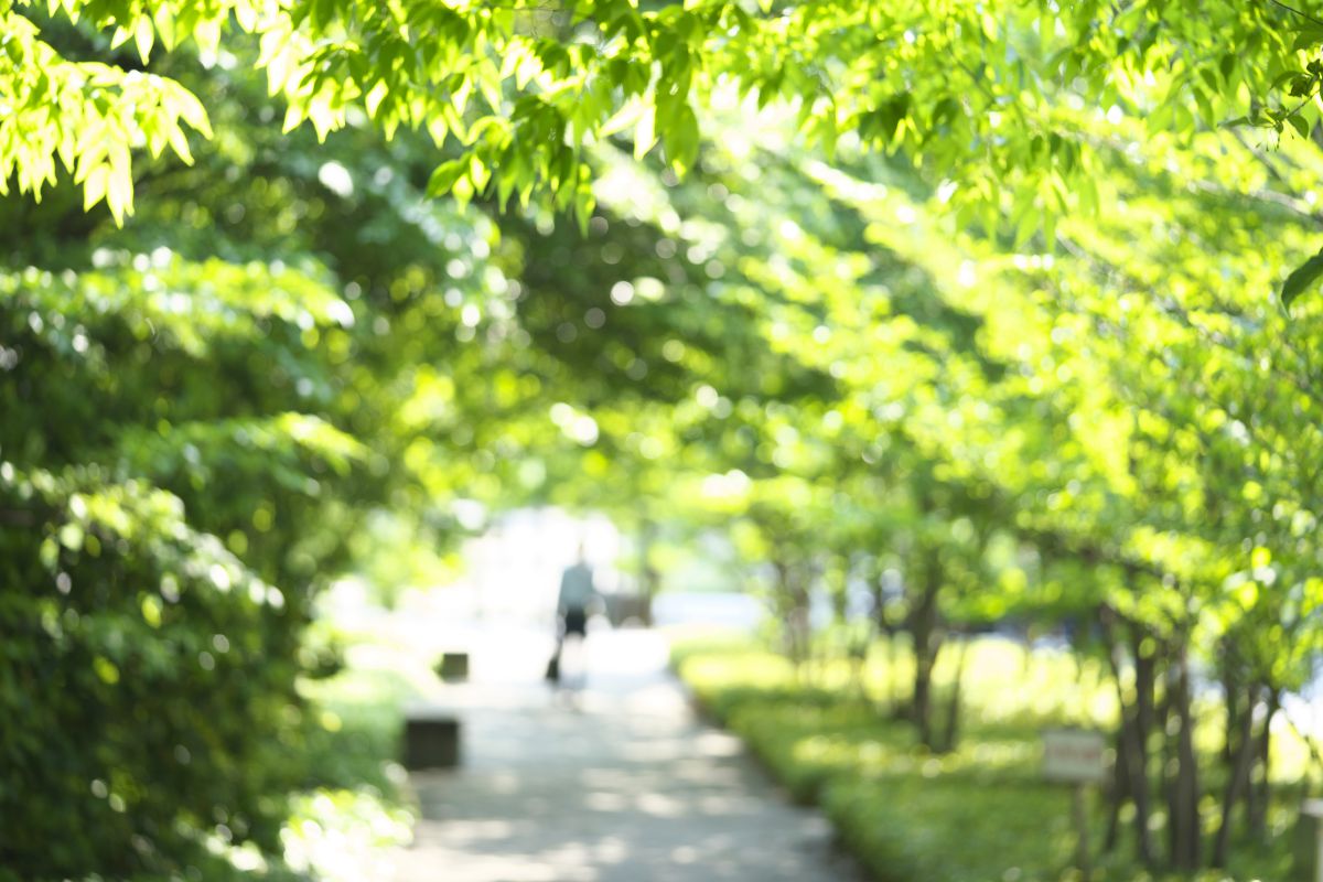 First Summer Green | GANREF