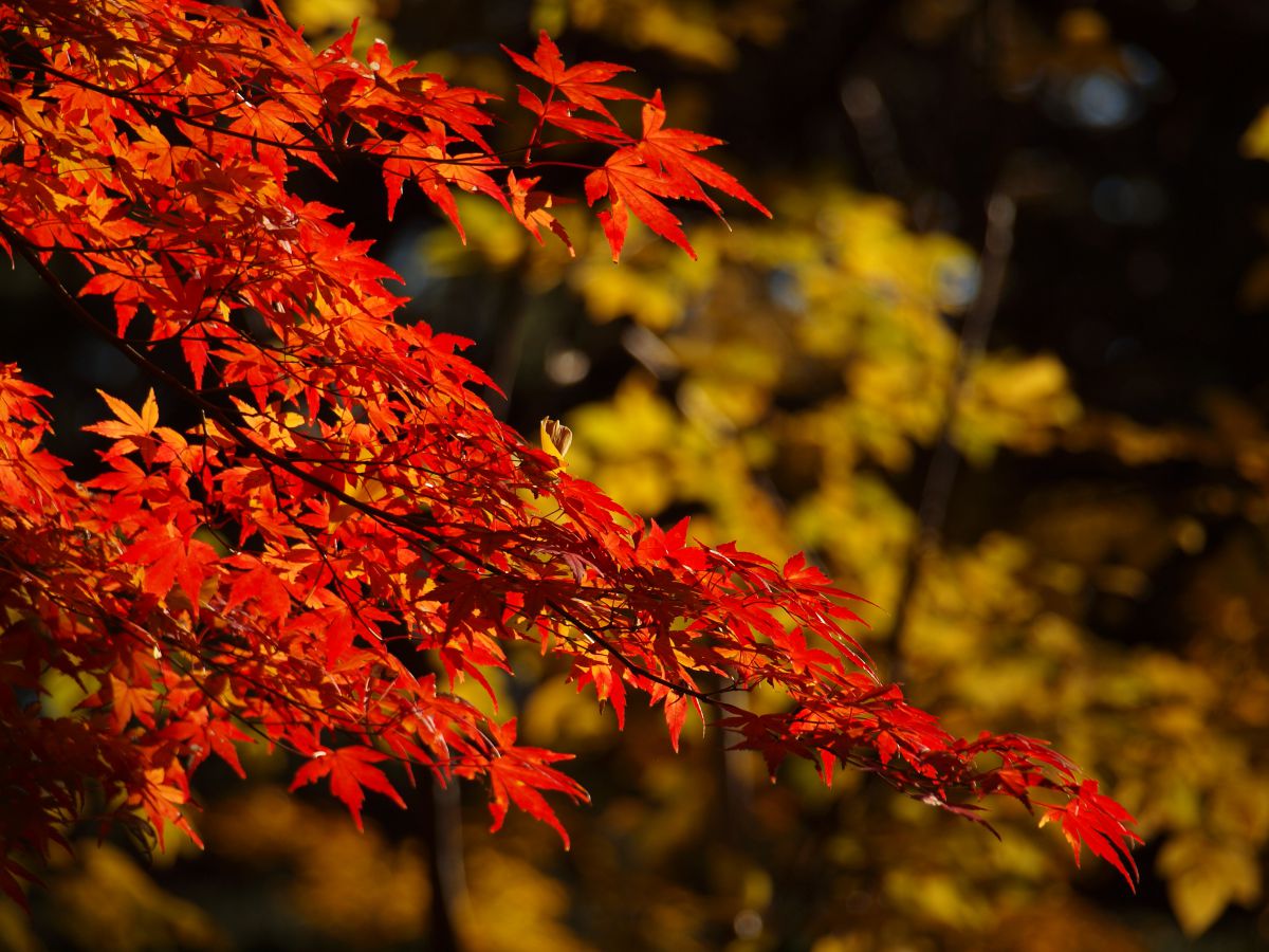 紅葉-2011- | GANREF