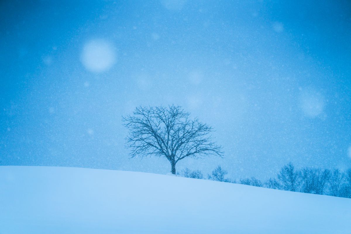 Snow Fantasy | GANREF