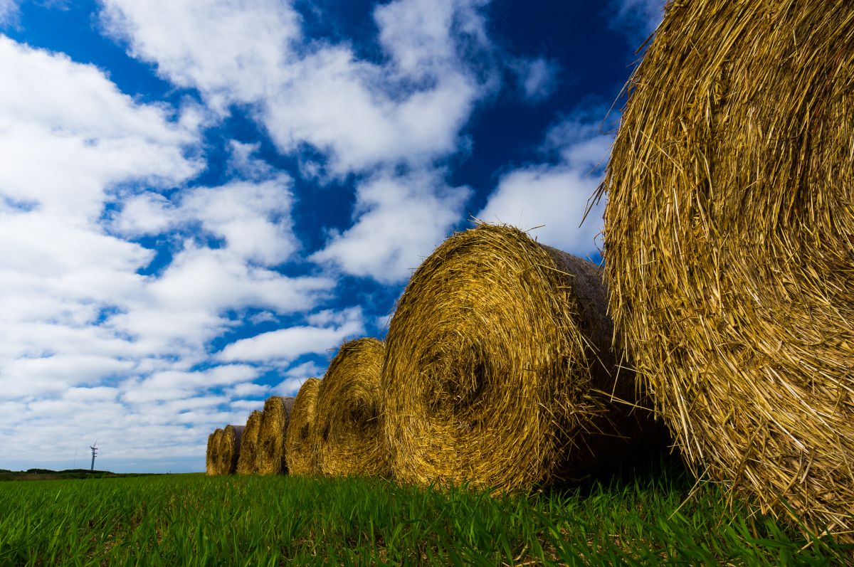 The Rolling Grasses | GANREF