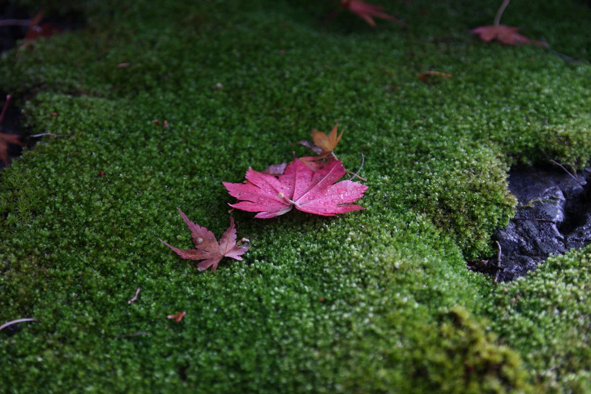 ひとひらの秋 | GANREF