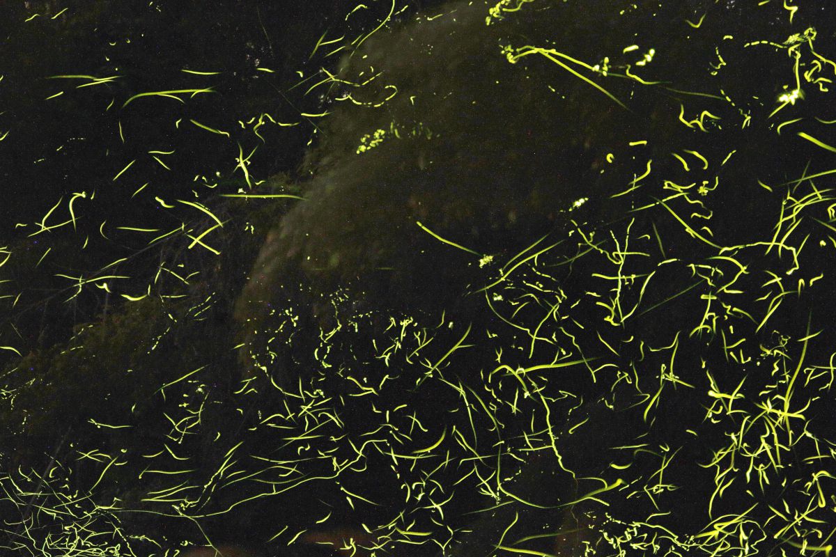 firefly 2015 | GANREF