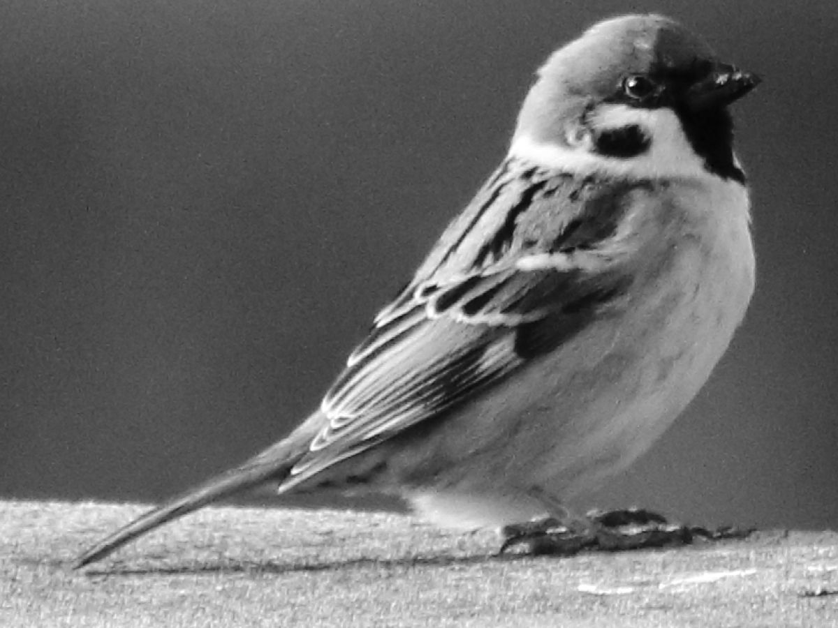 I am an ordinary bird of Japan! | GANREF