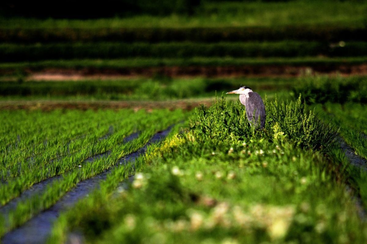 アオサギくん。恋の物思い？ | GANREF