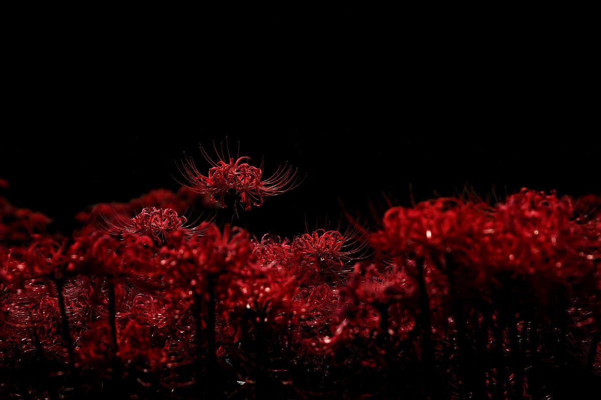 彼岸の華 IV | GANREF