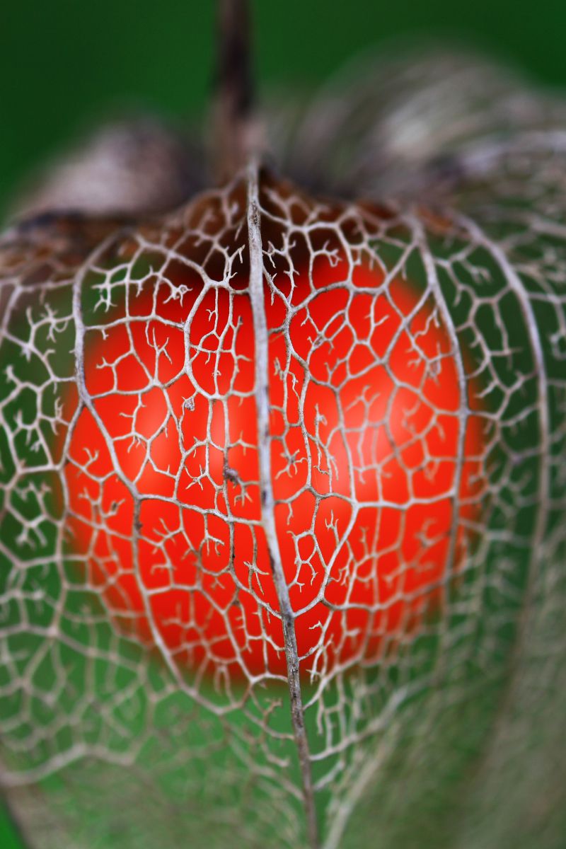 囚われた惑星 | GANREF