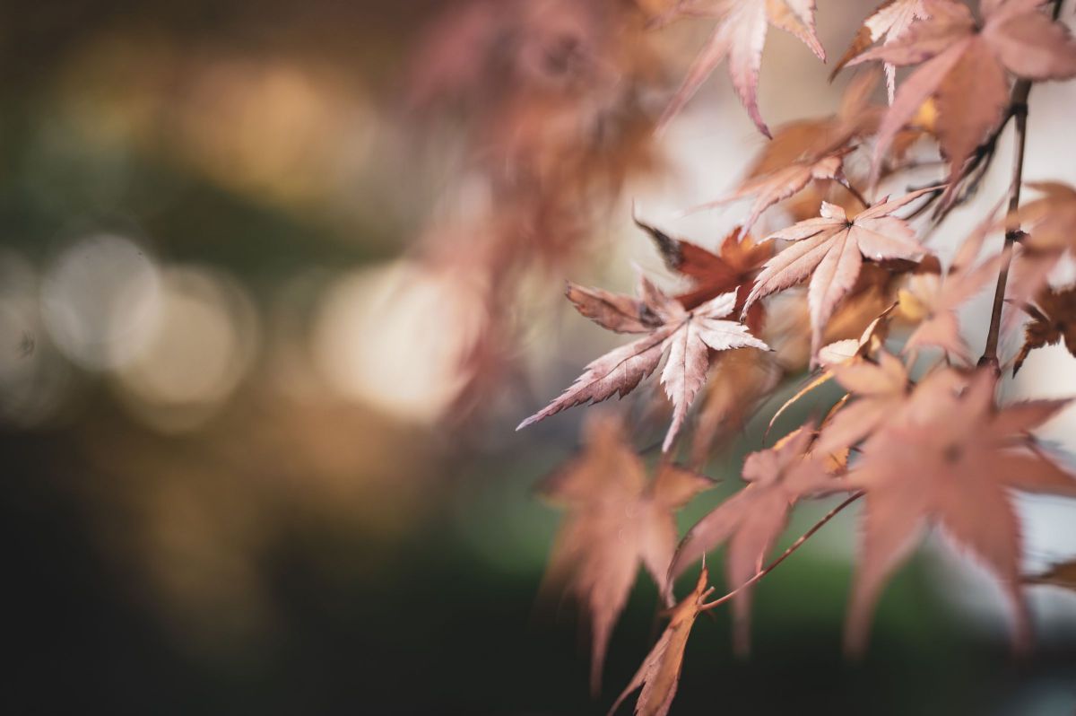 Fall in Fall. | GANREF