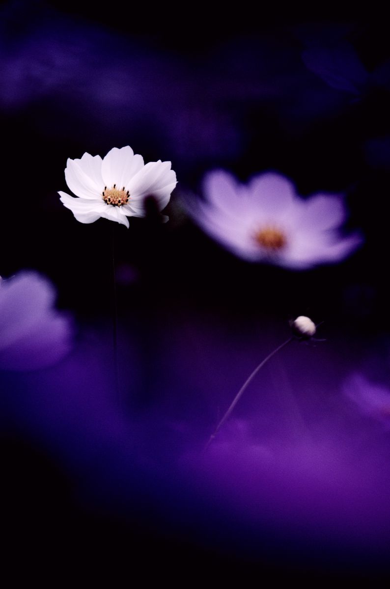 Purple Haze | GANREF