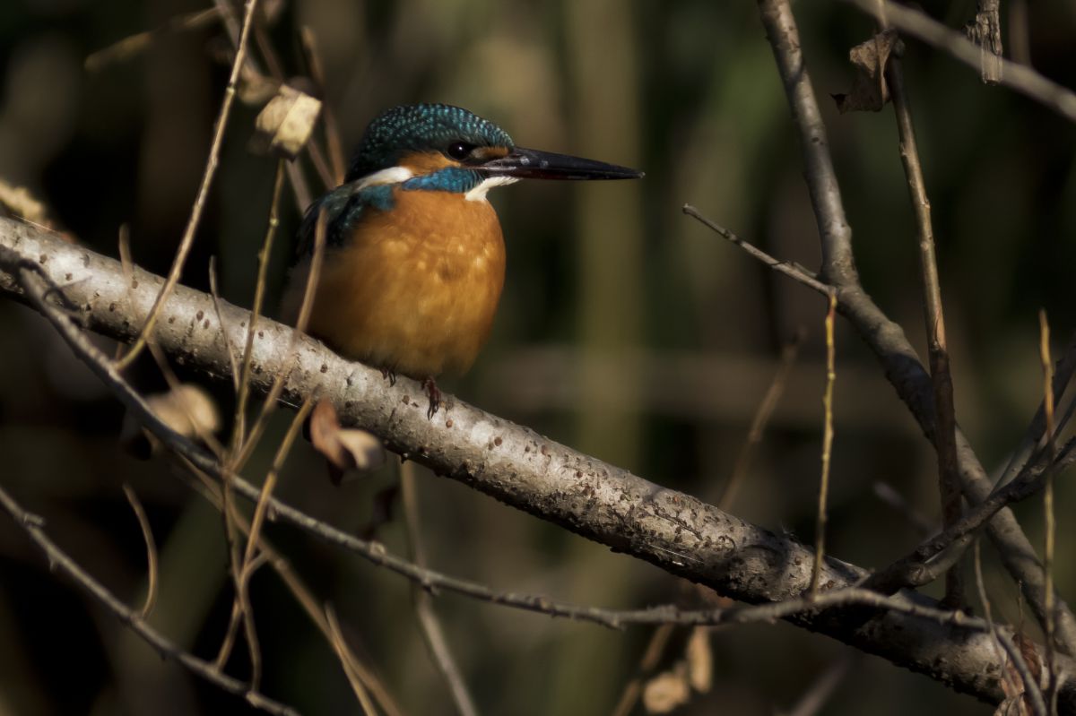 カワセミポートレート005 | GANREF