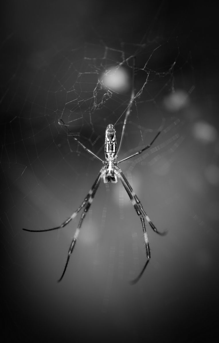 spider in BK | GANREF