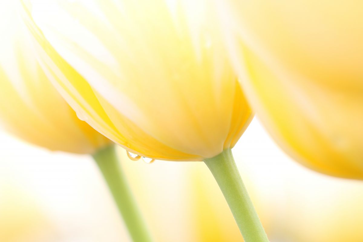 Light Yellow | GANREF