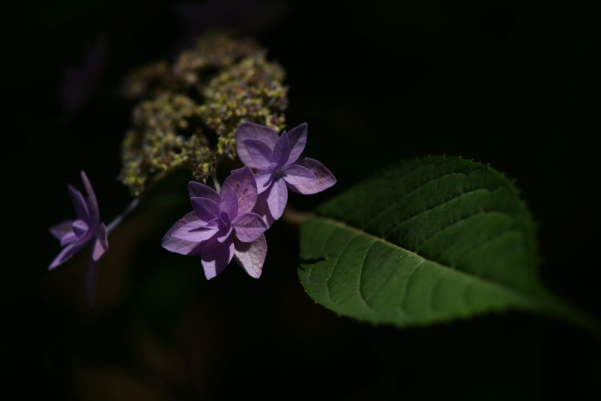 あじさい2018 | GANREF