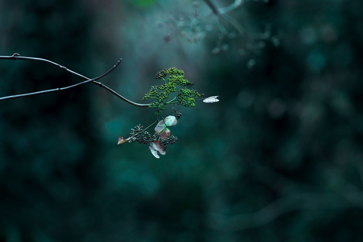 にびいろの刹那 | GANREF