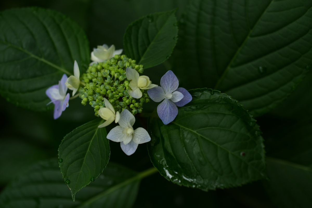 あじさい2018 | GANREF