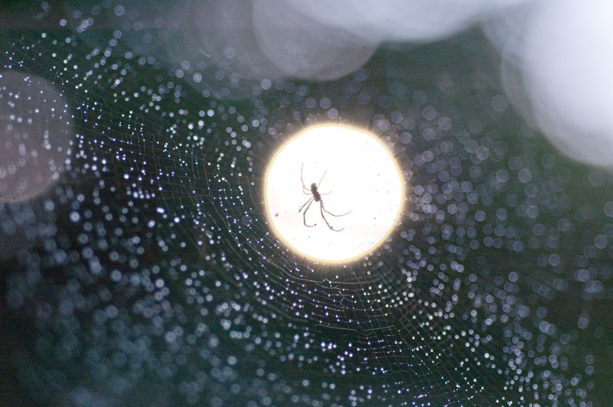 Amazing Spider | GANREF