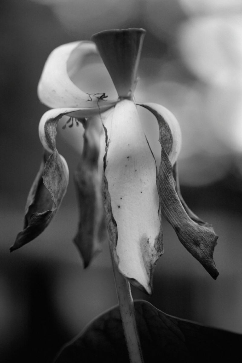 212Y9470-1.jpg | GANREF