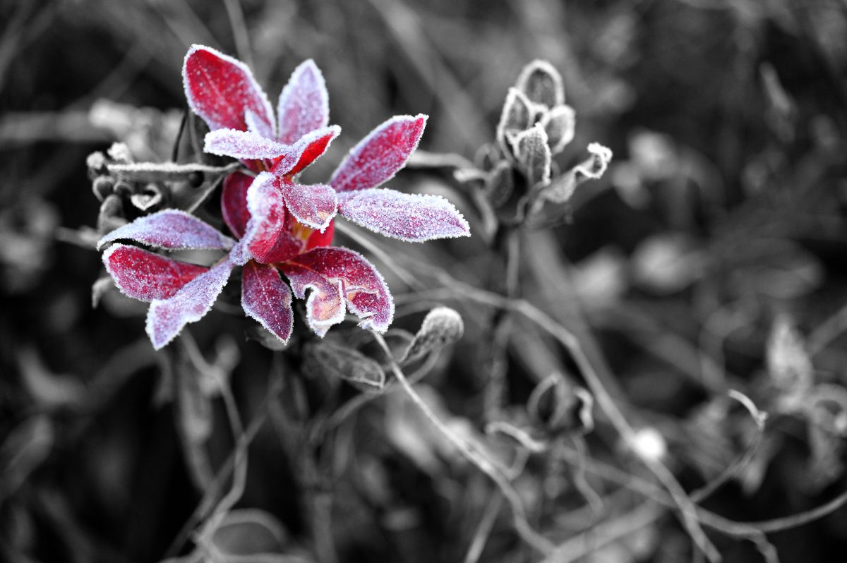 Winter Fall | GANREF