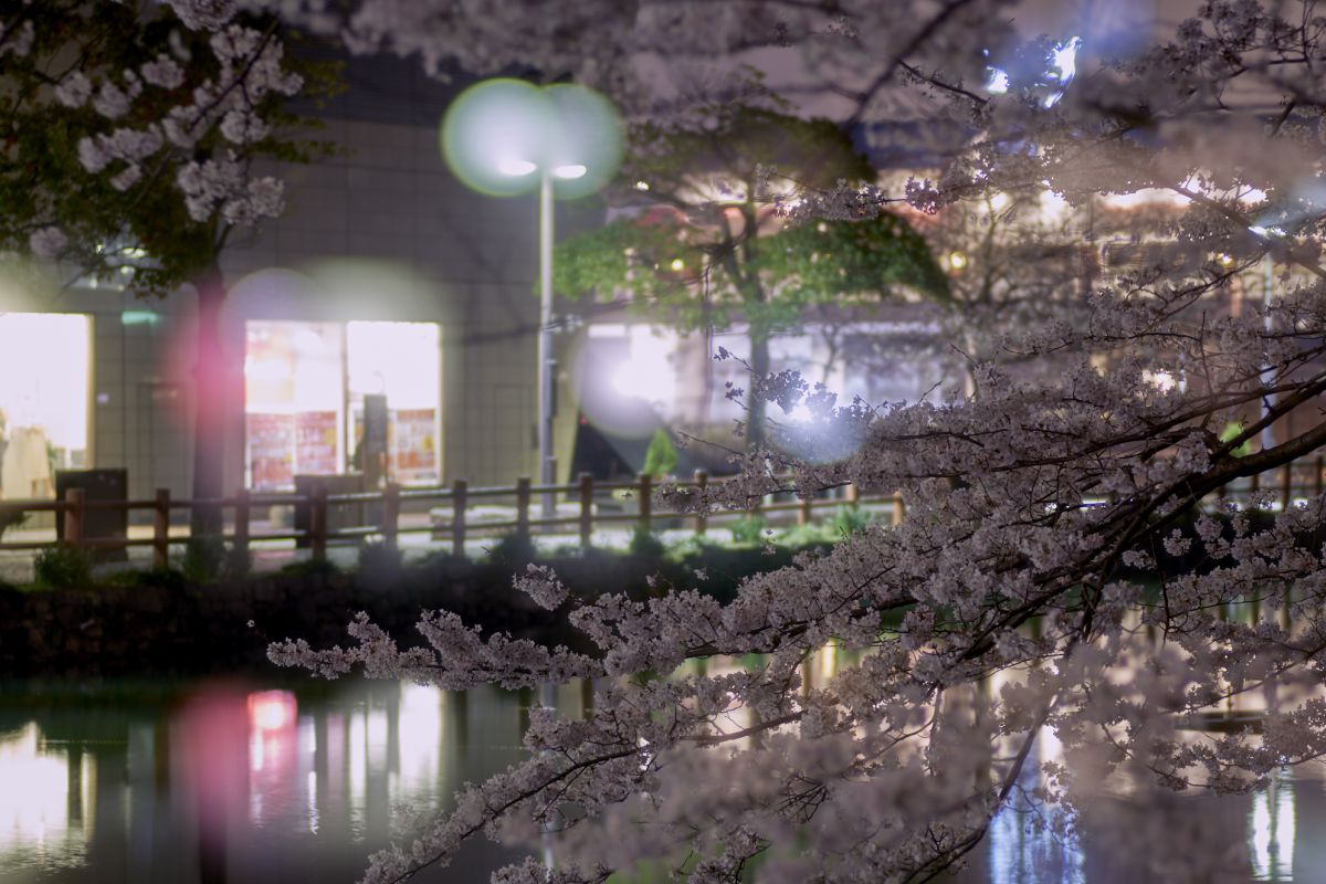 _A998336.jpg | GANREF